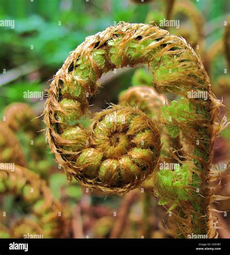 Whisk Fern Hi Res Stock Photography And Images Alamy