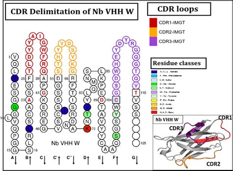Cdr Delimitation Of Nb Vhh W In Imgt Numbering Featuring The Three Cdrs
