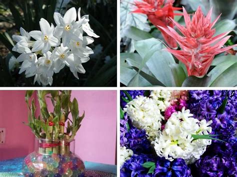 Plants That Grow Without Soil And They Are Low Maintenance