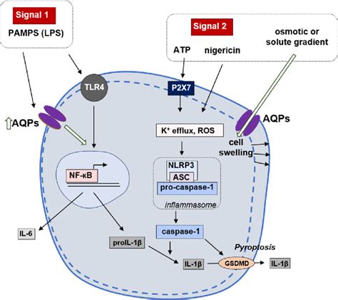 Nlrp3 Inflammasome Priming And Activation In Macrophages Two Signals