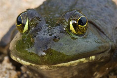 North American Bullfrog Photograph By Paul Whitten Pixels