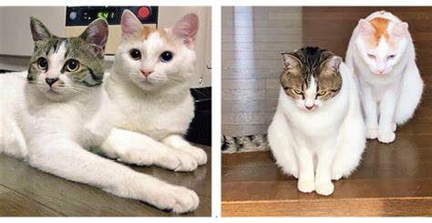 あどけない表情が一変！ 飼い主さんをお見送りする、猫たちの表情が… ･`д･´ Peco（ペコ）