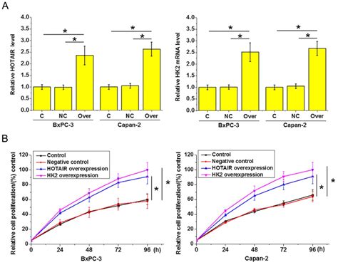 Long Non‑coding Rna Hotair Promotes Cancer Cell Energy Metabolism In Pancreatic Adenocarcinoma