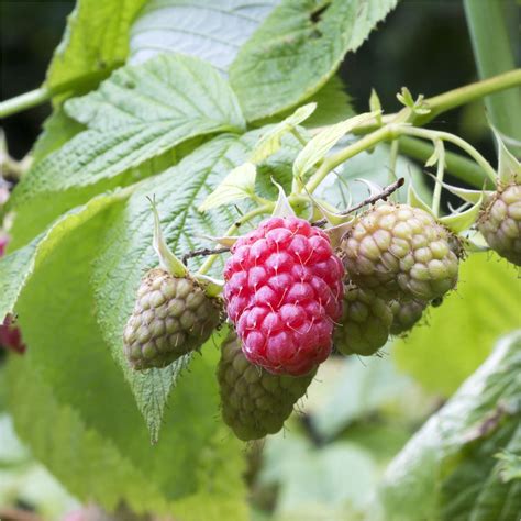 Raspberry Tulameen The Diggers Club