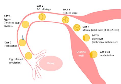 Fertility In Females Monash Health Fertility