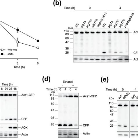 2 Structure Of α Amylase Download Scientific Diagram
