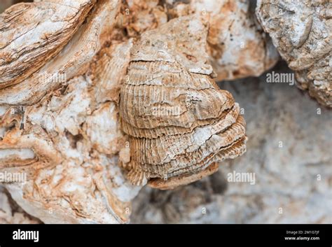 Mexican Cretaceous Fossils From A Coral Reef In The Tethys Sea Stock