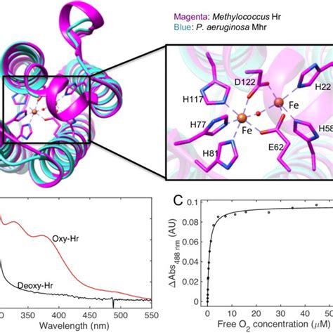 Mhr Is An Oxygen Binding Hemerythrin A Structural Model Of P