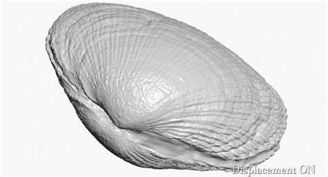 Sea Shell Modelo D Ds Fbx Obj Max Free D