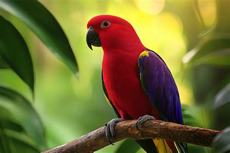 The Complete Guide To Owning An Eclectus Parrot Vet Verified