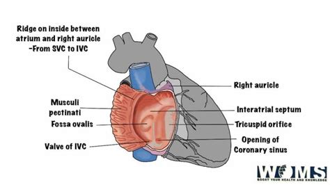 Details About Anatomy Of The Heart And Its Structuret Ultimate Guide