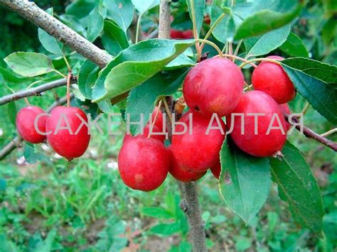 Яблоня"Долго" (китайка)