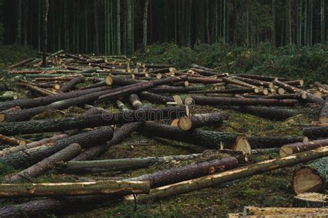 Cut Down Pine Trees Landscape Of Cut Down Trees In The Forest Stock Photo Image Of