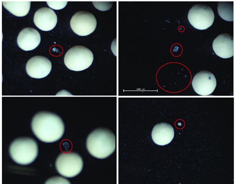 Salt Crystals Present In Composite Tces Samples Download Scientific Diagram