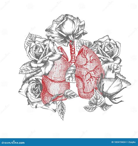 Sketch Lungs Human Anatomy Vector Illustration CartoonDealer