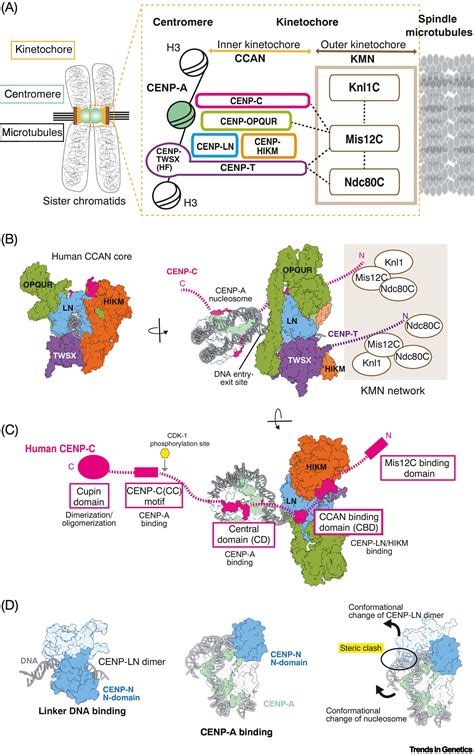 An Updated View Of The Kinetochore Architecture Trends In Genetics