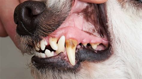 Common Dog Health Problems And What To Do About Them