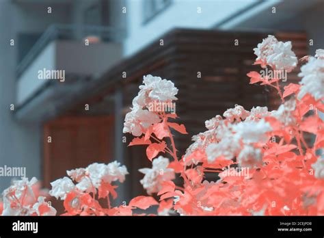 Closeup Infrared Shrub With Pretty Flowers Growing Near Apartment