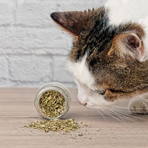 Why Doesn T My Cat Like Catnip Main Reasons