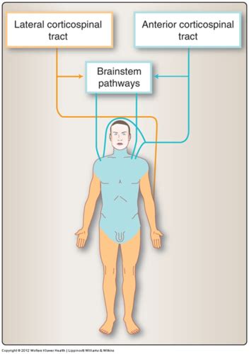 Corticobulbar Tract In Spinal Cord