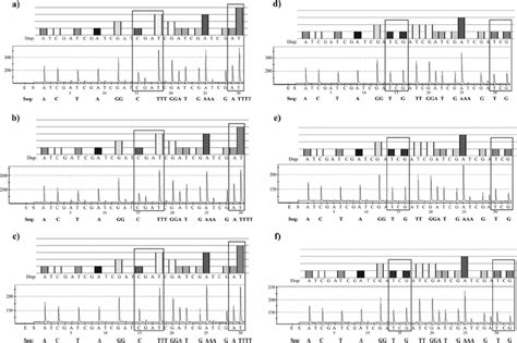 pyrograms exhibiting sequence analysis of 24 and 21 base fragments of