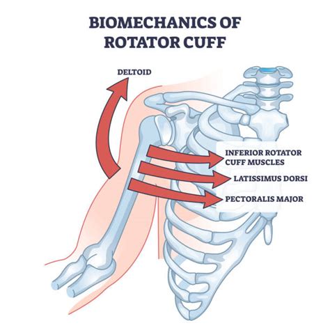 140 Rotator Cuff Stock Illustrations Royalty Free Vector Graphics