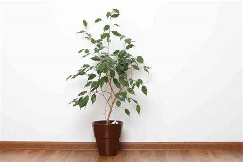 7 Indoor Trees That Thrive In Low Light
