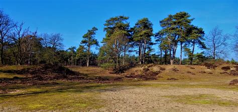 Landscape Heather Nature Reserve Free Photo On Pixabay Pixabay