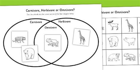Herbivore Vs Carnivore Vs Omnivore Venn Diagram Herbivores A