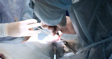 Operating Team Of Veterinarians At Work In Surgery The Hands Of A
