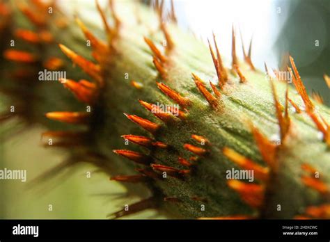 Rainforest Tree Spikes Hi Res Stock Photography And Images Alamy