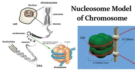 Nucleosome Solenoid Model Diagram Solenoid Structuredna Pac