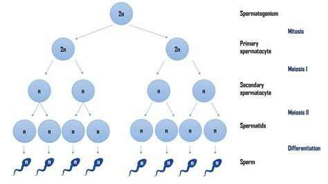 In Human Spermatogenesis Mitosis Of A Stem Cell Gives Rise Quizlet