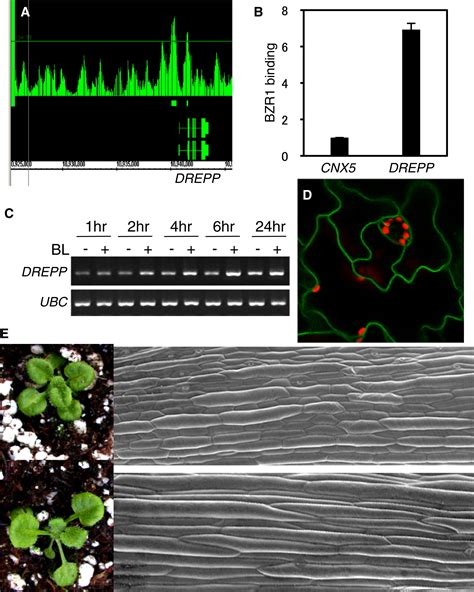 Integration Of Brassinosteroid Signal Transduction With The
