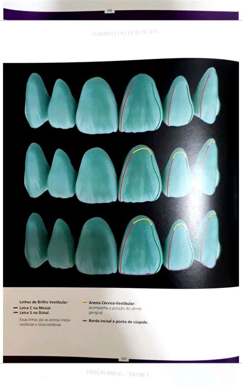 Dental Anatomy And Morphology Artofit