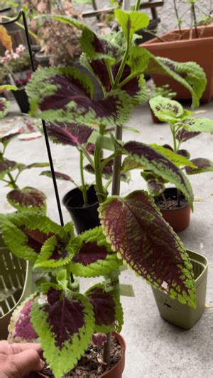 Naked Root Planters Oxygen Boosting Plant Containers Kristine S Finds