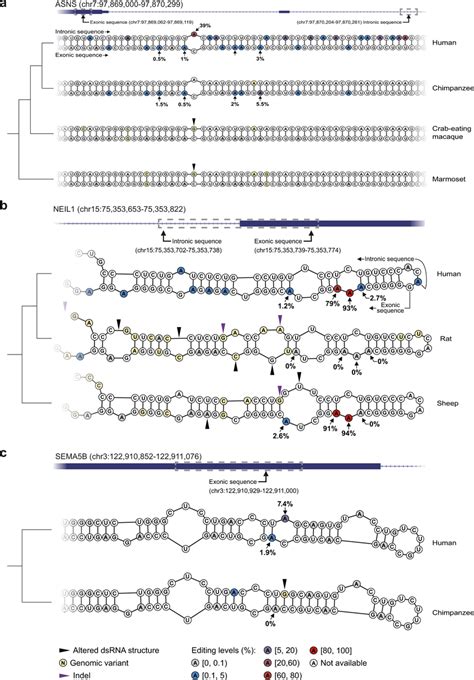 Species Specific Dsrna Structures Contribute To The Formation Of Novel