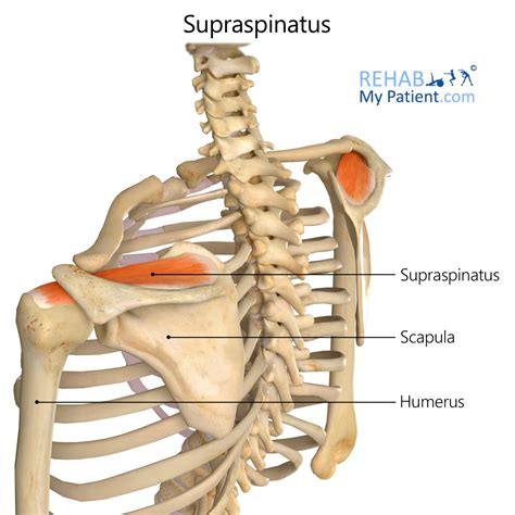 Supraspinatus Rehab My Patient