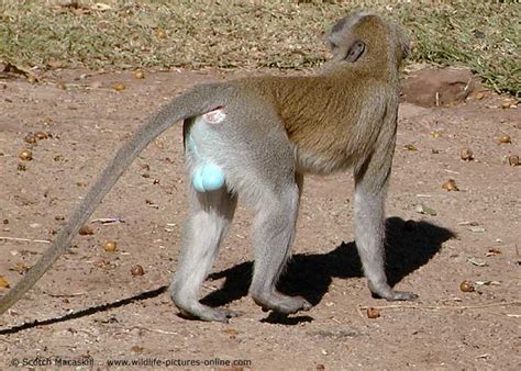 Baboon Balls