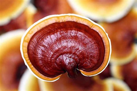 Ganoderma Lucidum Powder 10 Gr Etsy