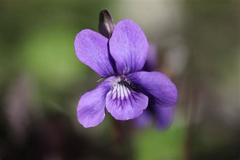 Violet Blossom Bloom - Free photo on Pixabay
