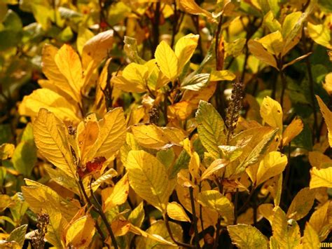 Summersweet Clethra The Morton Arboretum