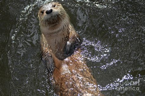 Really Cute River Otter Floating On His Back Photograph By Dejavu