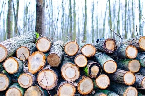 What Is Timber And What Is It Used For Woditex