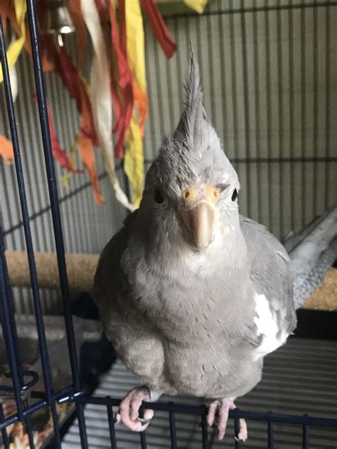 Cockatiel Nose Turning Orange After Feeding Pelletsseed Mixture