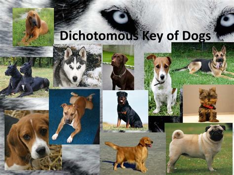 Ppt Dichotomous Key Of Dogs Powerpoint Presentation Free Download