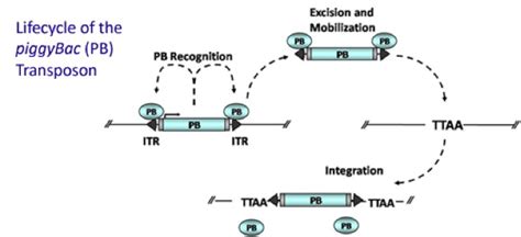What Is The Difference Between Composite And Non Composite Transposons Pediaa Com