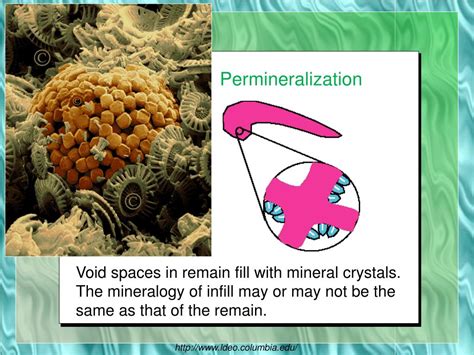 Ppt Life Diversity And Fossils Powerpoint Presentation Free