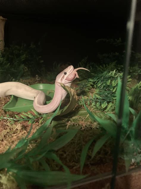 She finally ate for me ‼️ : r/ballpython