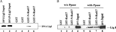 The Interaction Between Dna Ligase I And Hrad17 Is Modulated By